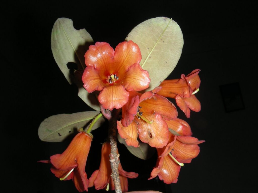 Rhododendronarter oversigt D