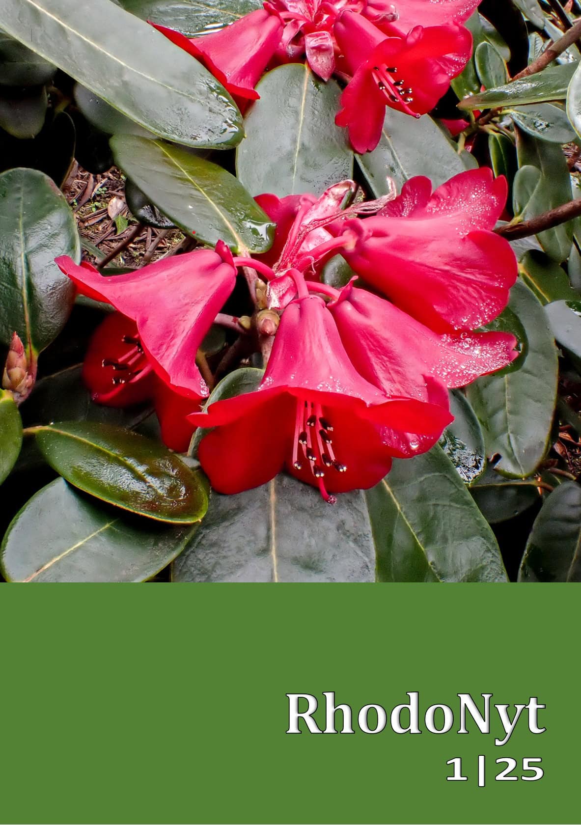 Hjemmeside for Rhododendronforeningen i Danmark